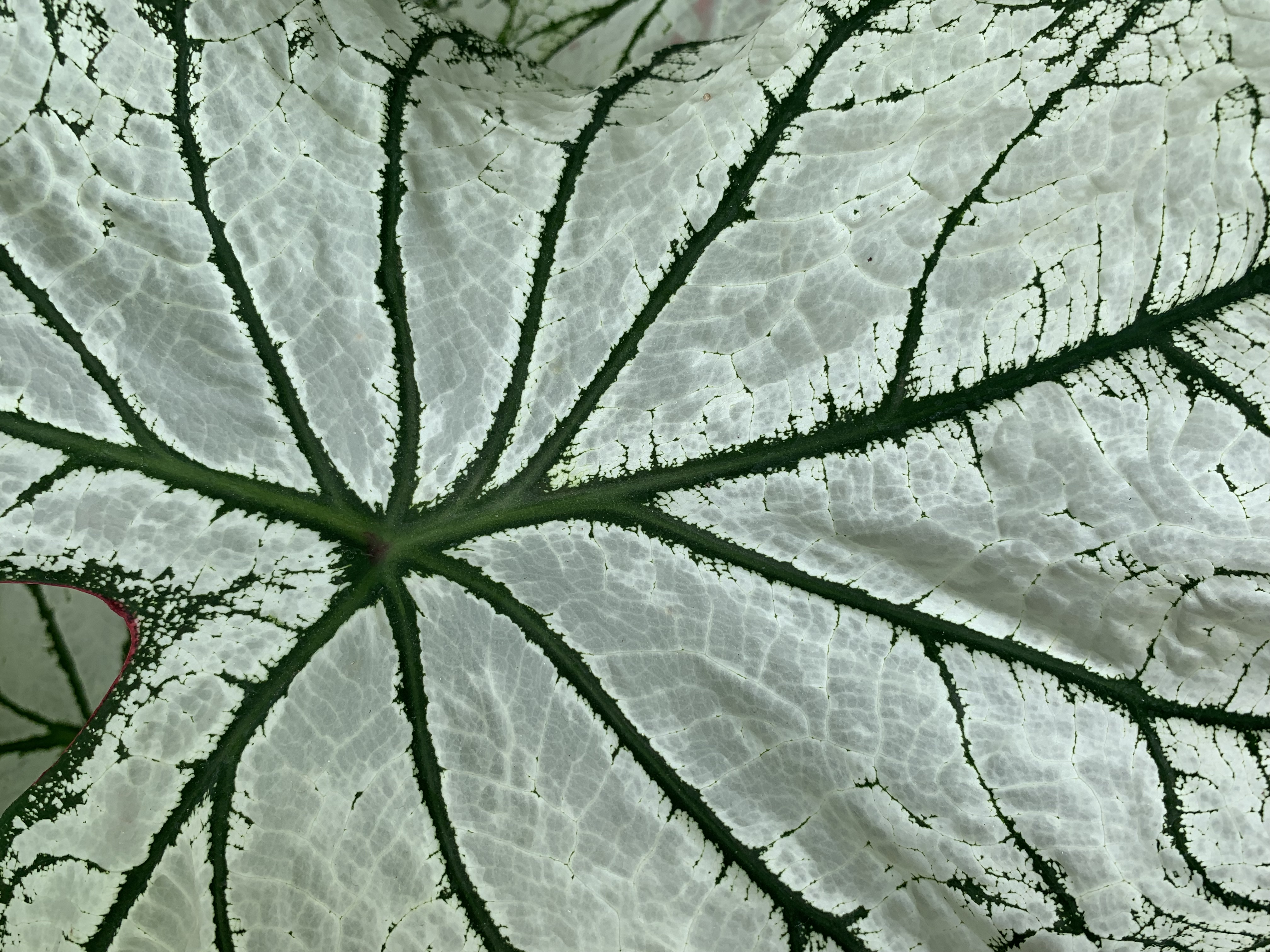 What’s at Stake in Debates about Plant Agency? The Promise of ...